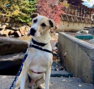 VetStem Cell Therapy Helps Working Service Dog with Inflammatory Bowel ...