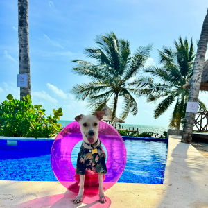 Ventura Park Opens Its Doors to Pets - AFV NEWS